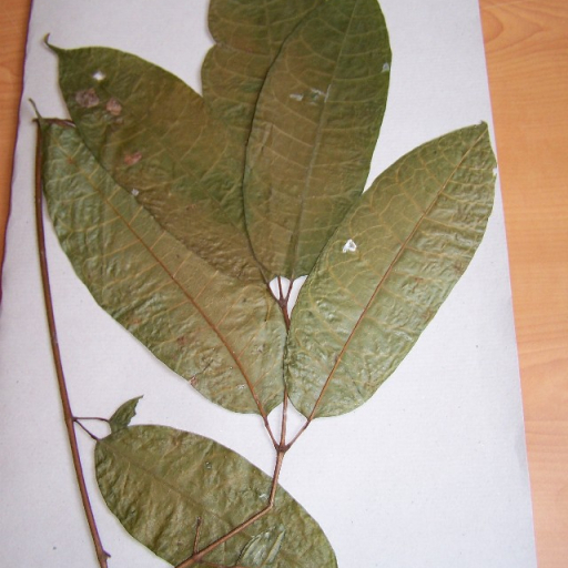 Gabon-Mahogany (Aucoumea Klaineana) Plant Care & How to Grow, Water