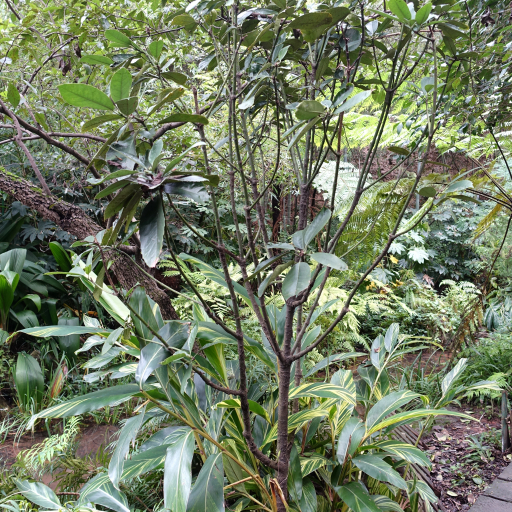 Chinese Aucuba (Aucuba Chinensis) Plant Care & How to Grow, Water