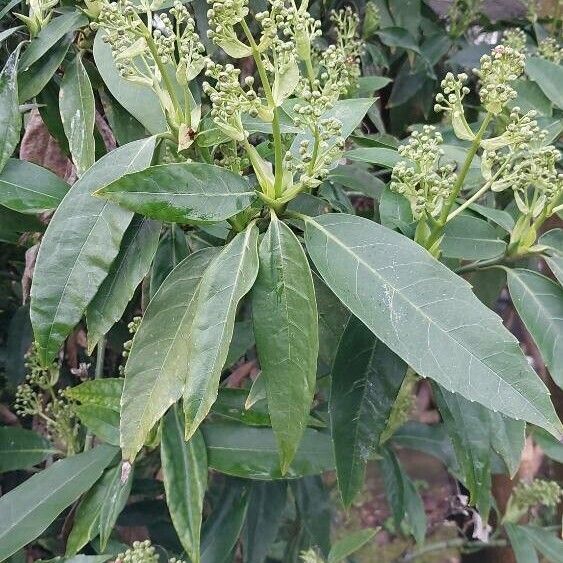 Himalaya Laurel (Aucuba Himalaica) Plant Care & How to Grow, Water