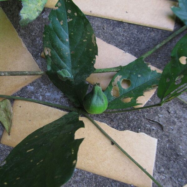 Aulacocalyx Caudata Care Guide: Water, Soil & Propagation - Plantiary