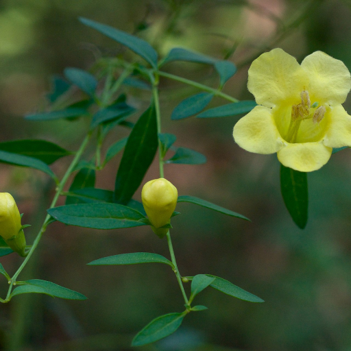 Smooth False Foxglove (Aureolaria Flava) Plant Care & How to Grow, Water