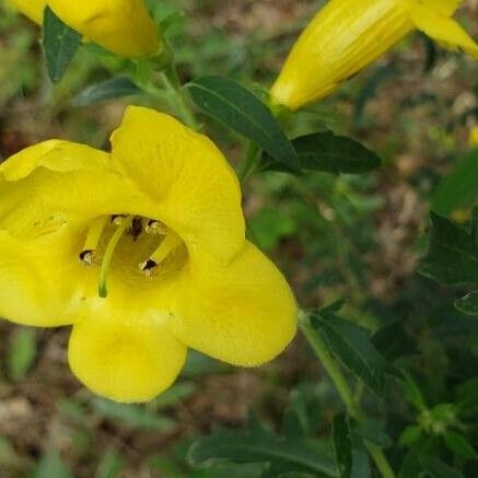 Largeflower Yellow False Foxglove (Aureolaria Grandiflora) Plant Care ...
