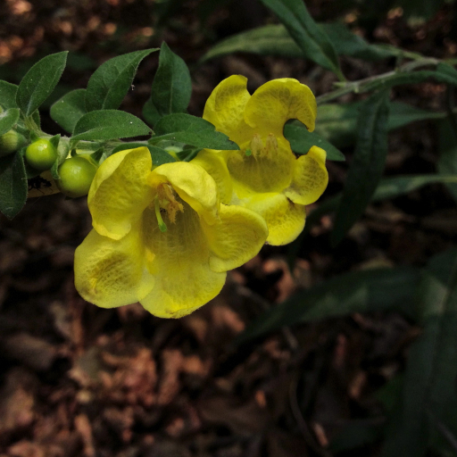 Downy Yellow False Foxglove (Aureolaria Virginica) Plant Care & How to ...