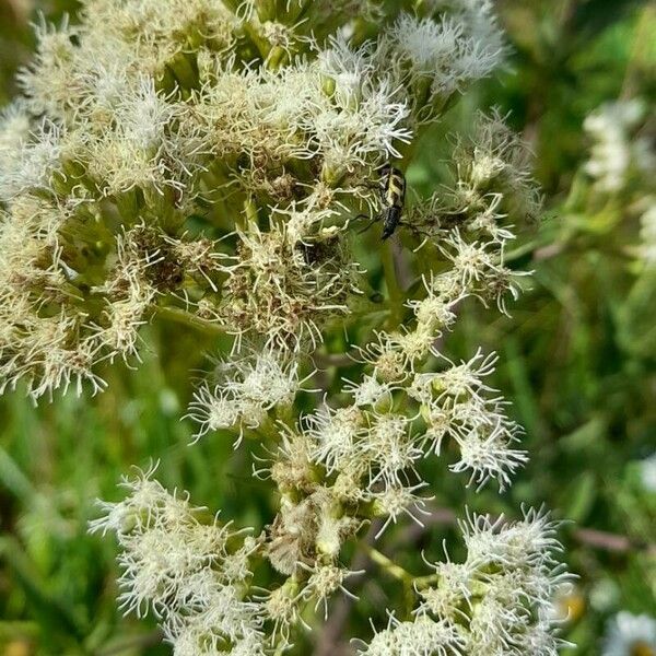 Whiteweed (Austroeupatorium Inulifolium) Plant Care & How to Grow, Water