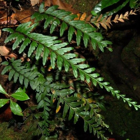 Austrogramme Decipiens Care Guide: Water, Soil & Propagation - Plantiary