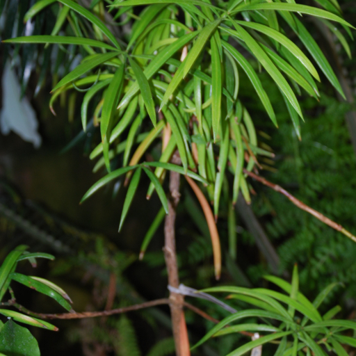 New Caledonia Yew (Austrotaxus Spicata) Plant Care & How to Grow, Water