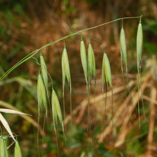 Yatheroo Oat (Avena Barbata) Plant Care & How to Grow, Water