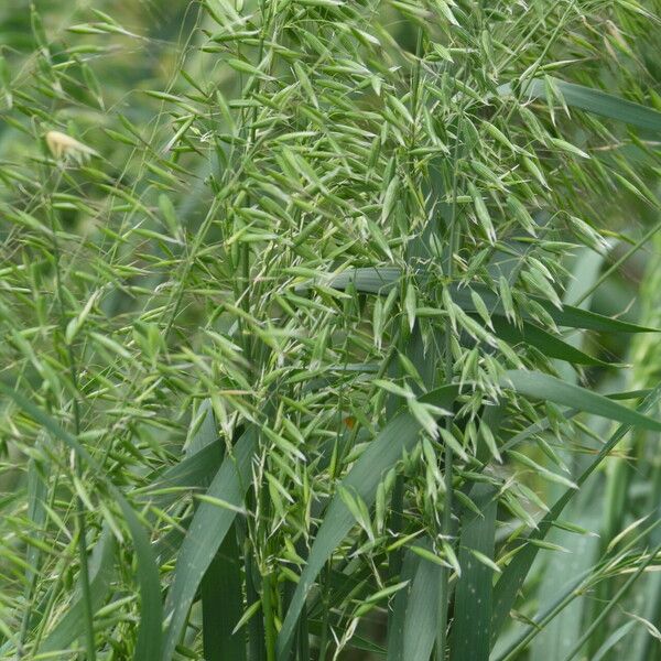 Algerian Oat (Avena Byzantina) Plant Care & How to Grow, Water