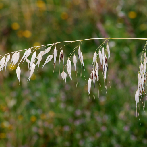 Field Mustard (Brassica Rapa) Plant Care & How to Grow, Water