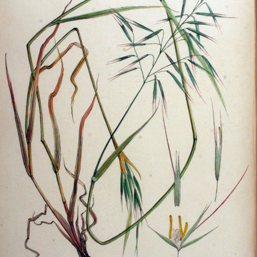 Lopsided Oat (Avena Strigosa) Plant Care & How to Grow, Water