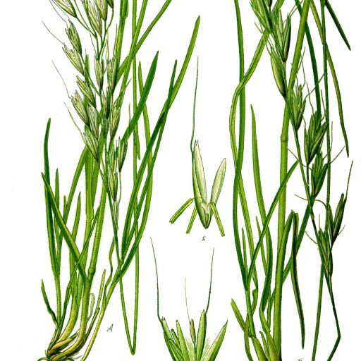 Downy Alpine Oatgrass (Avenula Pubescens) Plant Care & How to Grow, Water