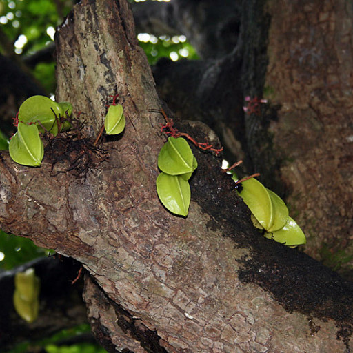 Starfruit (Averrhoa Carambola) Plant Care & How to Grow, Water