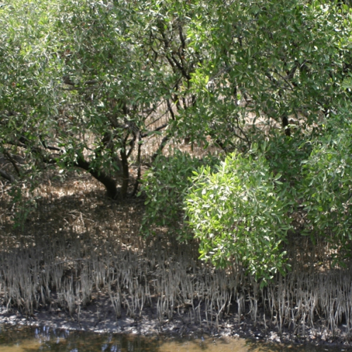 Black Mangrove (Avicennia Germinans) Plant Care & How to Grow, Water