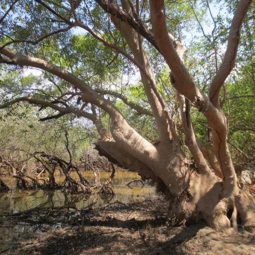 Gray Mangrove (Avicennia Marina) Plant Care & How to Grow, Water