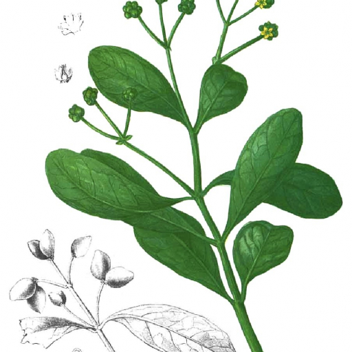 Indian Mangrove (Avicennia Officinalis) Plant Care & How to Grow, Water