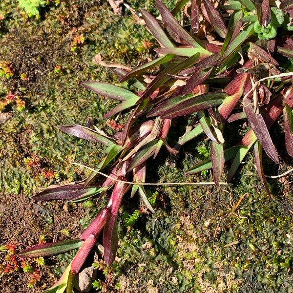 Common Carpetgrass (Axonopus Fissifolius) Plant Care & How to Grow, Water