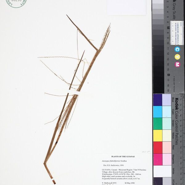 Axonopus Flabelliformis Plant Care & How to Grow, Water