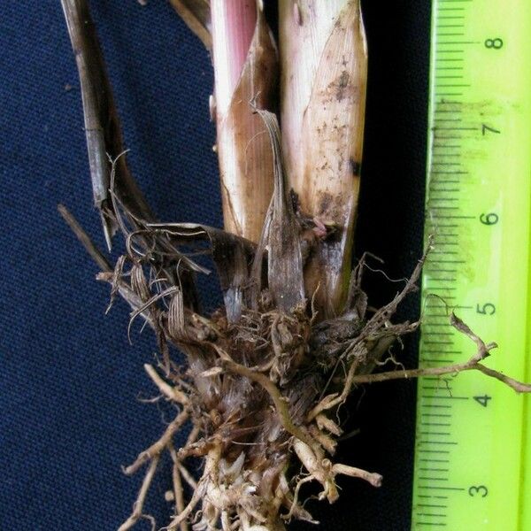 Carpetgrass (Axonopus Micay) Plant Care & How to Grow, Water