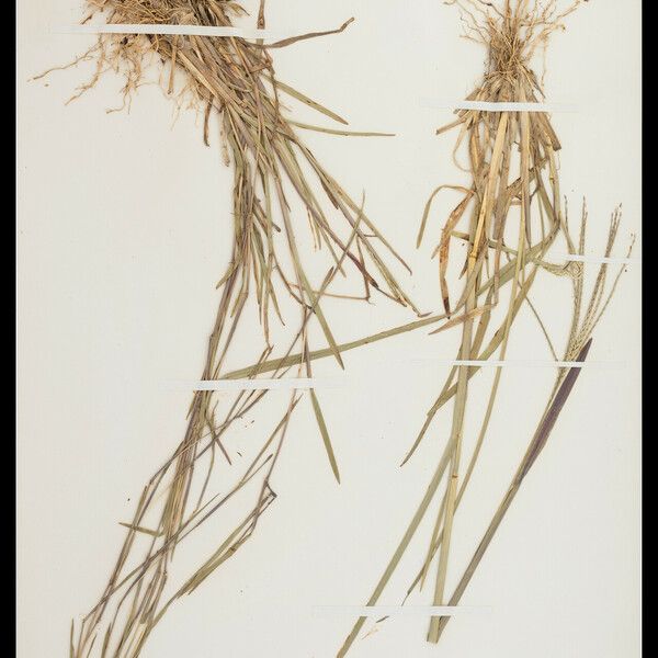 Purpus' Carpetgrass (Axonopus Purpusii) Care Guide: Water, Soil ...