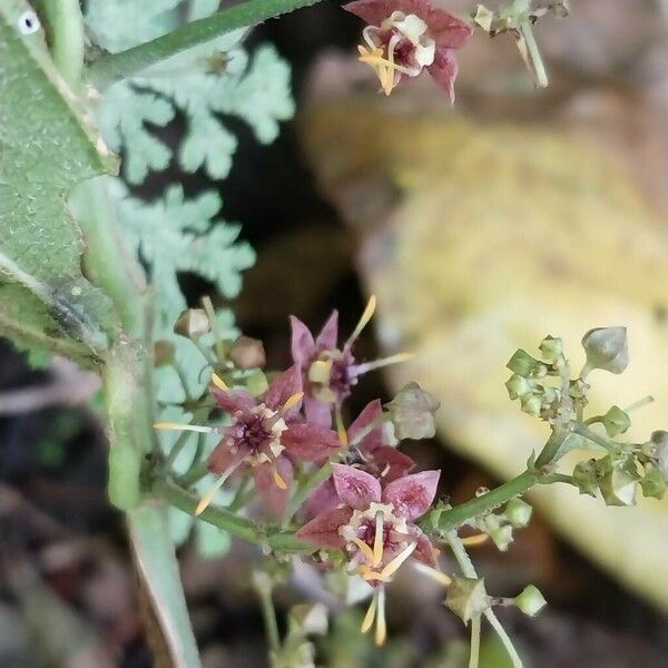 Ayenia Aculeata Plant Care & How to Grow, Water