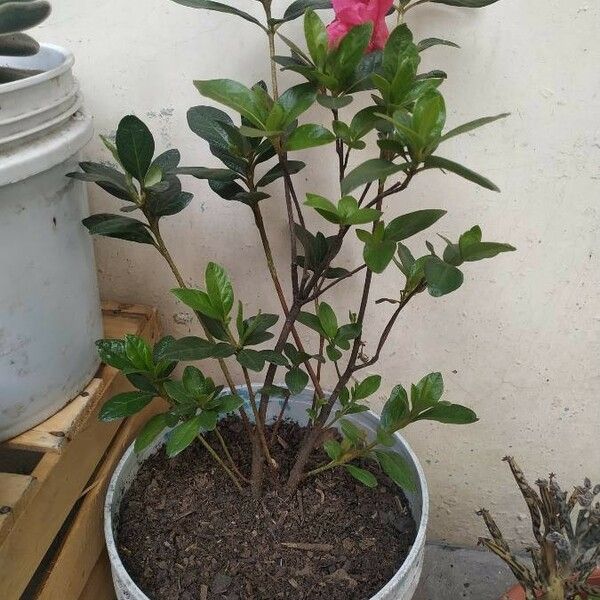 Alabama Azalea (Azalea Alabamensis) Plant Care & How to Grow, Water
