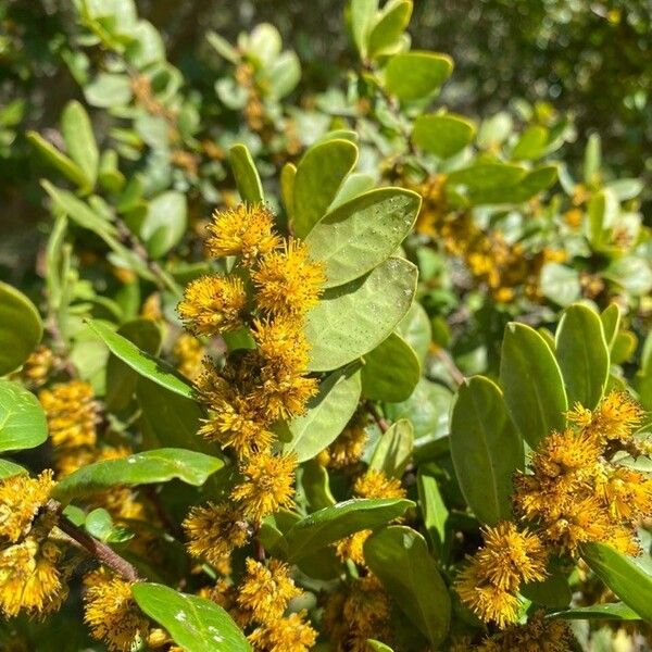 Goldspire (Azara Integrifolia) Plant Care & How to Grow, Water