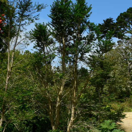 Box-Leaf Azara (Azara Microphylla) Plant Care & How to Grow, Water