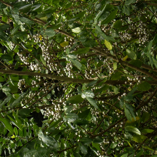 Saw-Toothed Azara (Azara Serrata) Plant Care & How to Grow, Water