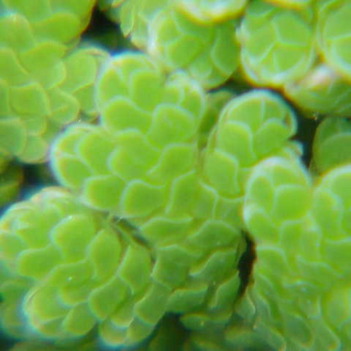 Water Fern (Azolla Filiculoides) Plant Care & How to Grow, Water