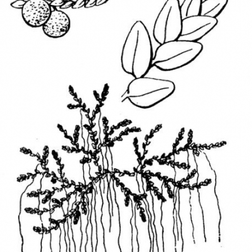Mexican Mosquito Fern (Azolla Mexicana) Plant Care & How to Grow, Water