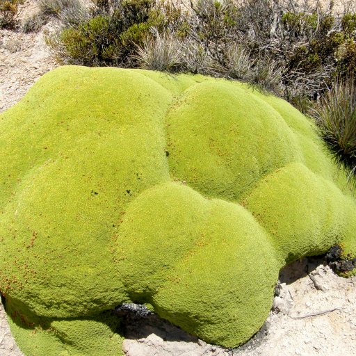 Yareta (Azorella Compacta) Plant Care & How to Grow, Water