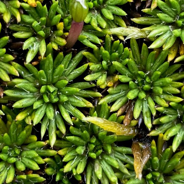 Azorella Corymbosa Plant Care & How to Grow, Water