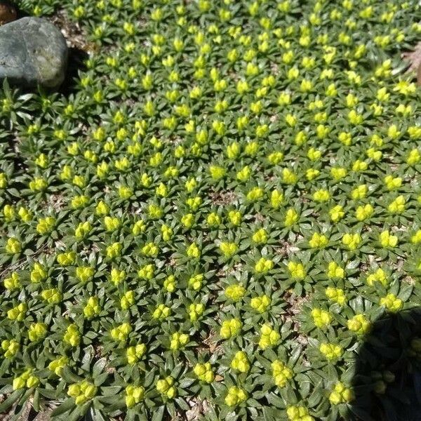 Tufted Azorella (Azorella Monantha) Plant Care & How to Grow, Water