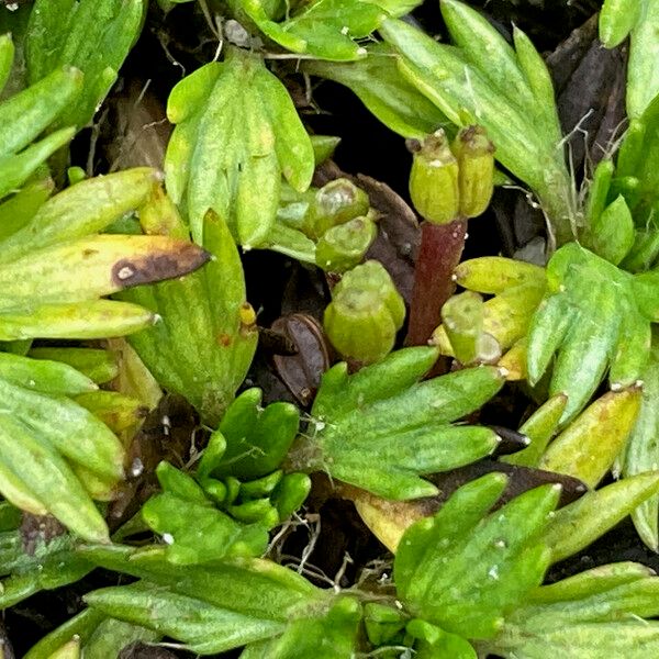 Azorella Multifida Care Guide: Water, Soil & Propagation - Plantiary