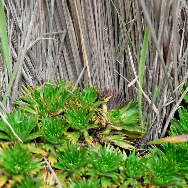 Azorella Pedunculata Care Guide: Water, Soil & Propagation - Plantiary