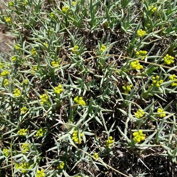 Azorella Prolifera Plant Care & How to Grow, Water