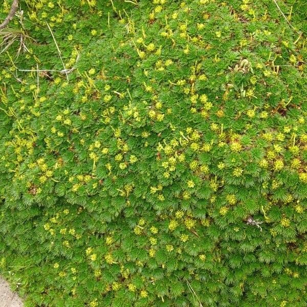 Cushion Bolax (Azorella Trifurcata) Plant Care & How to Grow, Water