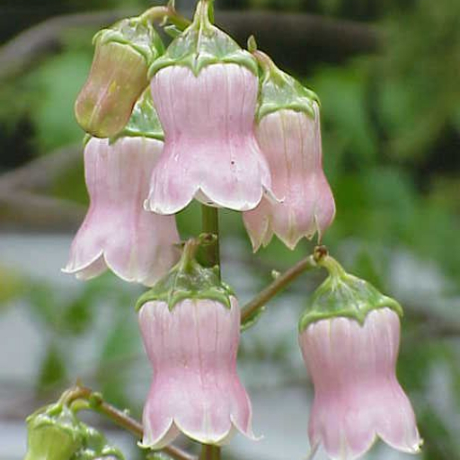 Azores Bellflower (Azorina Vidalii) Plant Care & How to Grow, Water