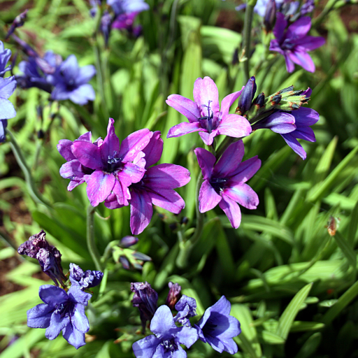 Baboon-Flower (Babiana Stricta) Plant Care & How to Grow, Water