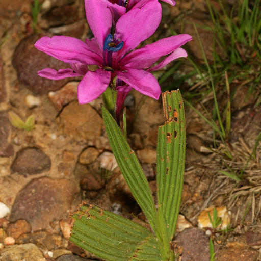 Scarlet Bobbejaantjie (Babiana Villosa) Care Guide: Water, Soil ...