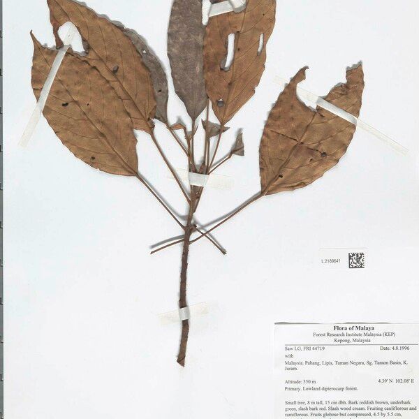 Baccaurea Reticulata Plant Care & How to Grow, Water