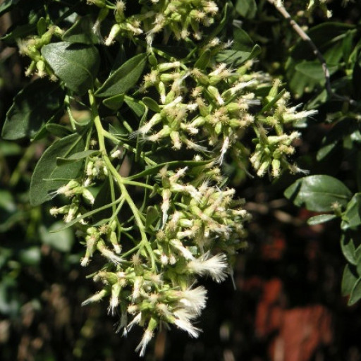 Eastern Baccharis (Baccharis Halimifolia) Plant Care & How to Grow, Water