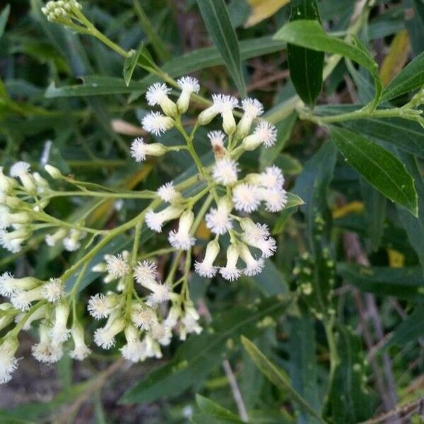 Baccharis Latifolia Plant Care & How to Grow, Water