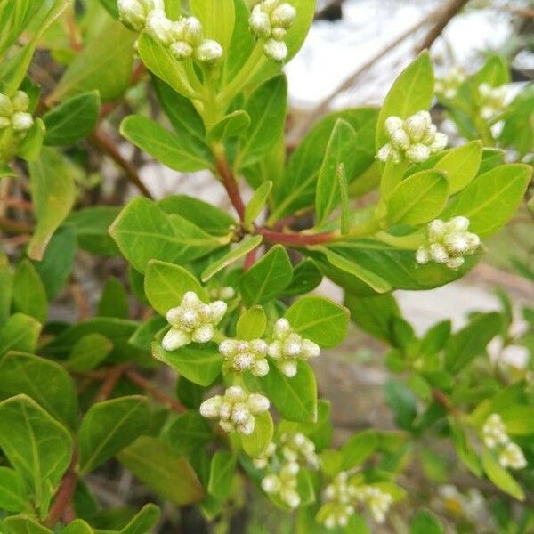 Chilco (Baccharis Macrantha) Plant Care & How to Grow, Water