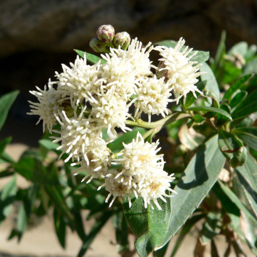 Mule Fat (Baccharis Salicifolia) Plant Care & How to Grow, Water