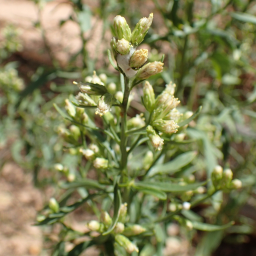 Willow Baccharis (Baccharis Salicina) Plant Care & How to Grow, Water