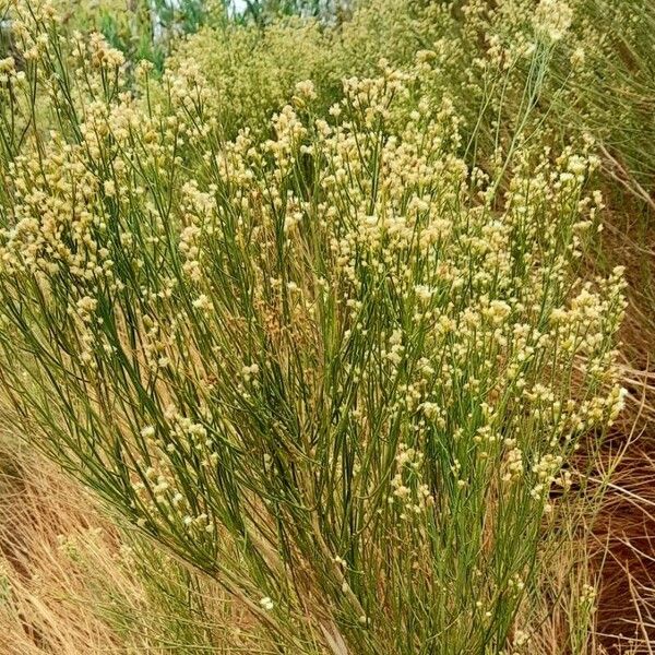 Baccharis Spartioides Plant Care & How to Grow, Water