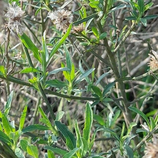 Baccharis Spicata Plant Care & How to Grow, Water