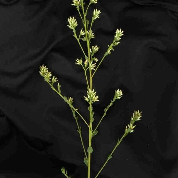 Baccharis Subdentata Plant Care & How to Grow, Water