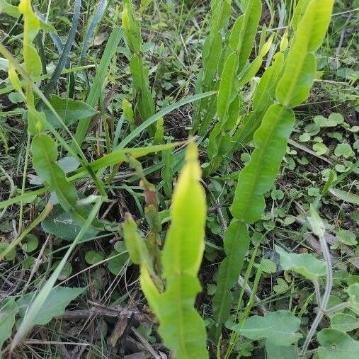 Silverberry (Elaeagnus Commutata) Plant Care & How to Grow, Water